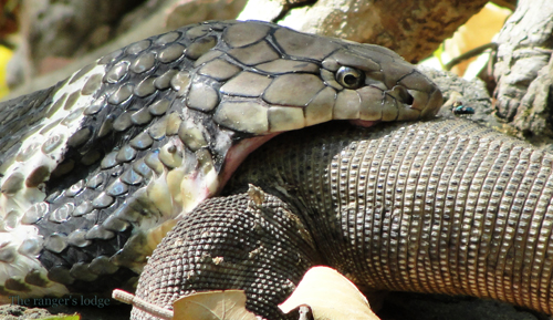King Cobra & Monitor Lizard – a Unique Prey-Predator relationship